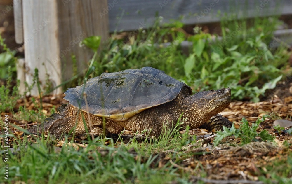Snapping Turtle Its carapace can vary from light brown to black in ...