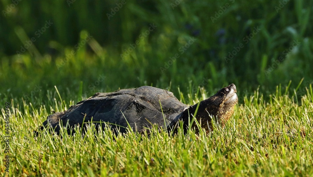 Snapping Turtle Its carapace can vary from light brown to black in ...