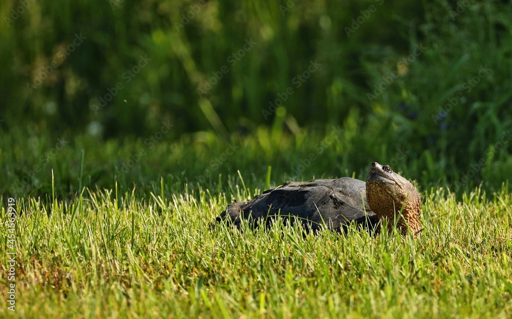 Snapping Turtle Its carapace can vary from light brown to black in ...