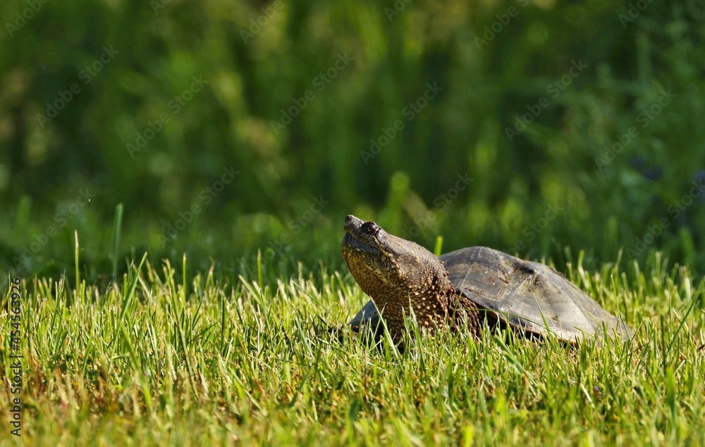 Snapping Turtle Its carapace can vary from light brown to black in ...