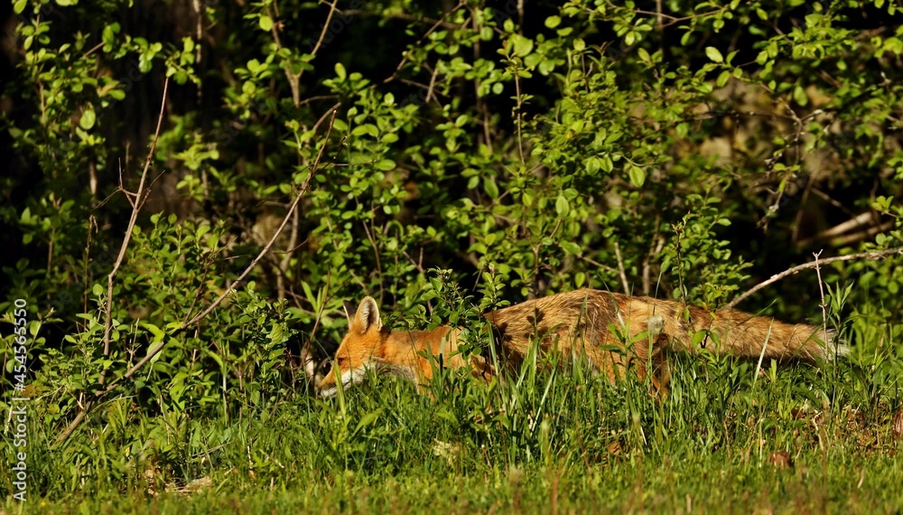 Red foxes Have long snouts and red fur across the face, back, sides ...