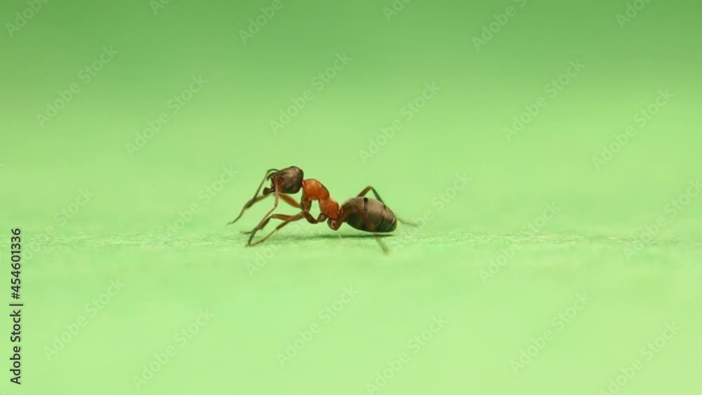 Red ant formica rufa cleans itself on green background. This insect is ...