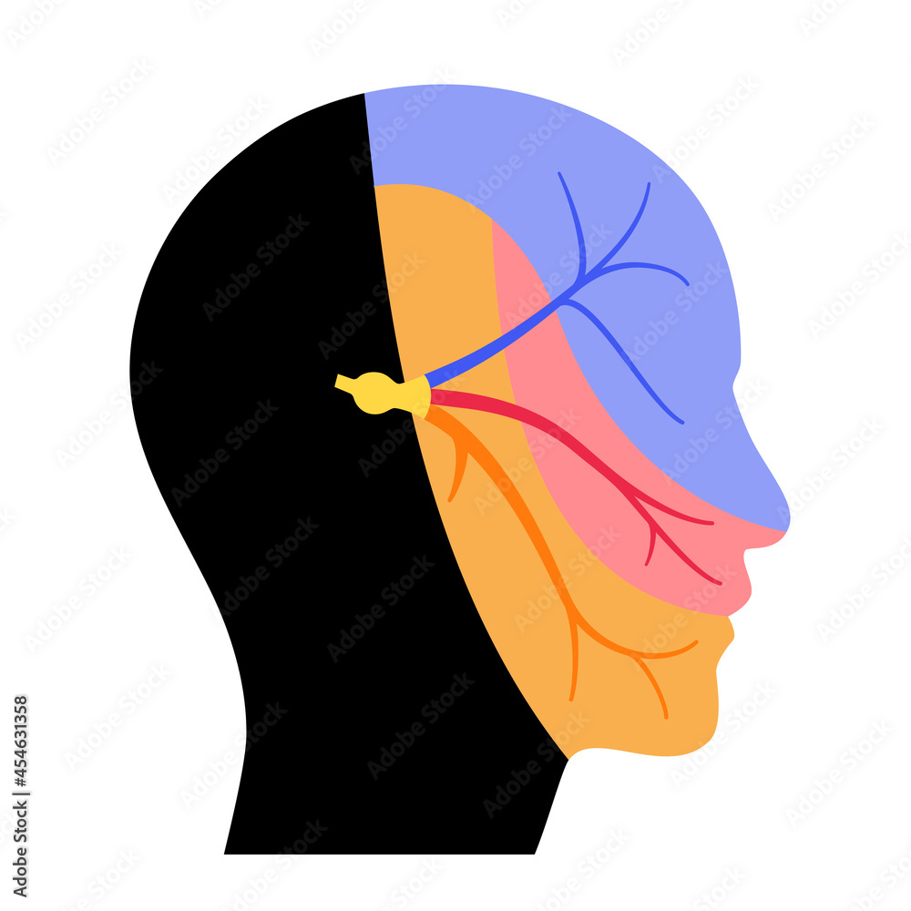 Trigeminal nerve diagram Stock Vector | Adobe Stock