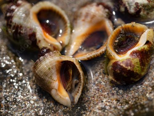 Rapana venosa, common name the veined rapa whelk, a marine gastropod ...