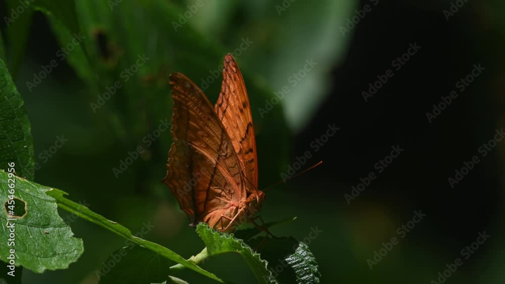 A close up of a Thai Cruiser, Vindula erota, facing the camera while ...