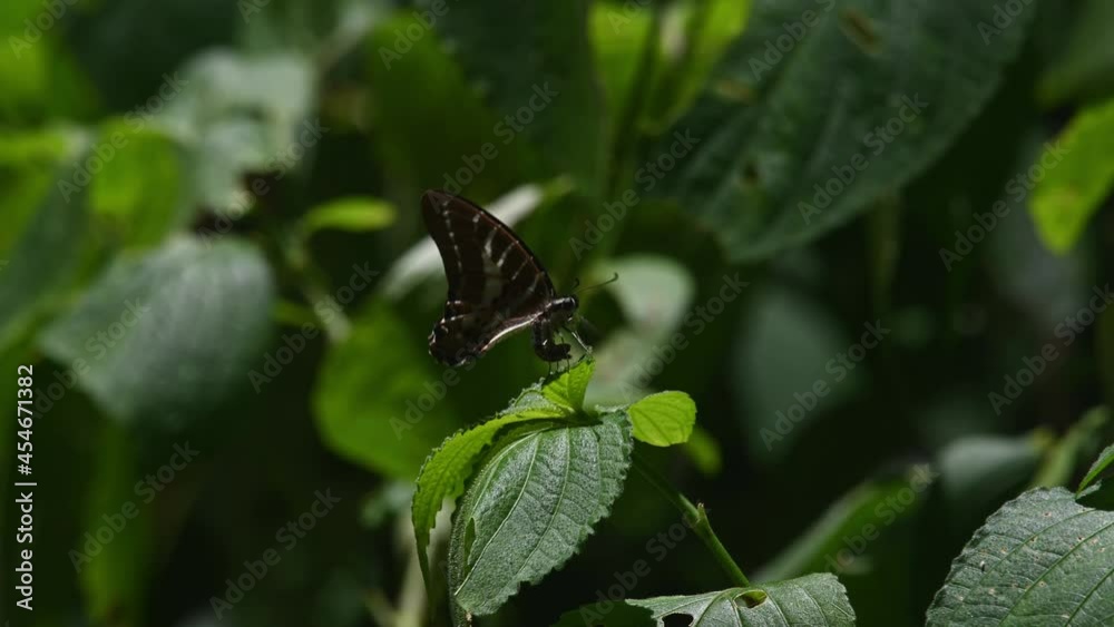 Chain Swordtail, Graphium aristeus, Kaeng Krachan National Park, UNESCO ...