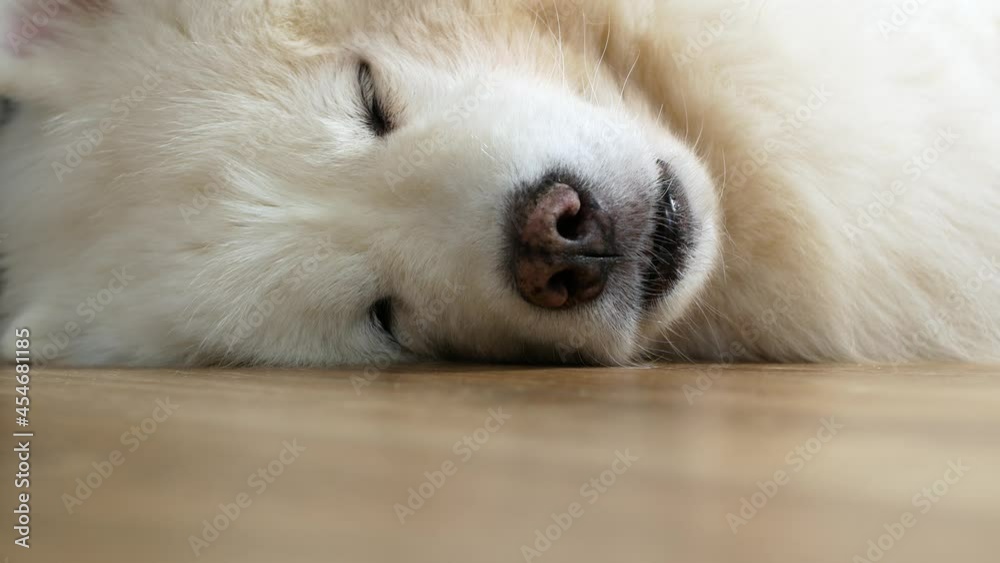 A puppy of a white Samoyed dog on its side slowly falls asleep. The ...