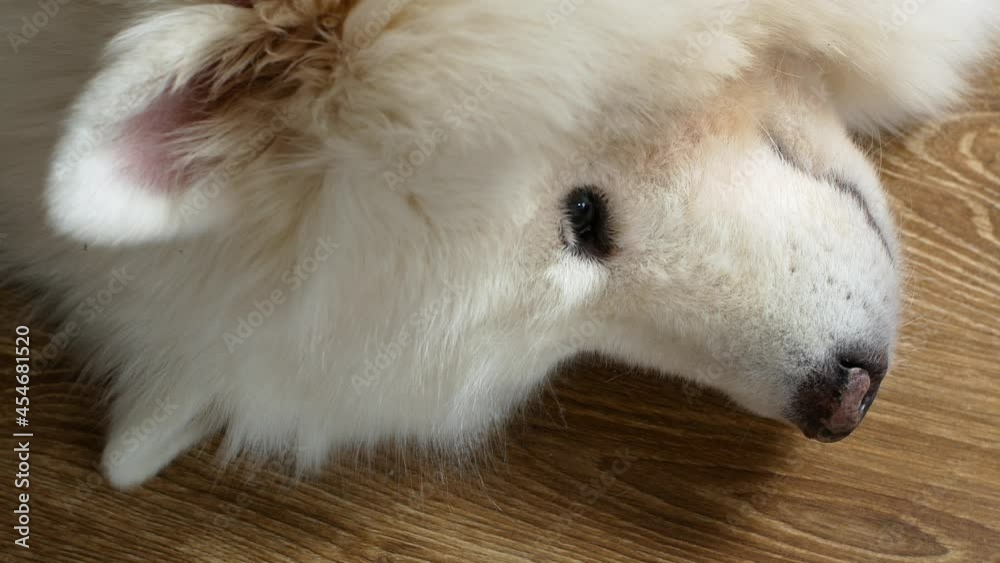 A puppy of a white Samoyed dog on its side slowly falls asleep. The ...