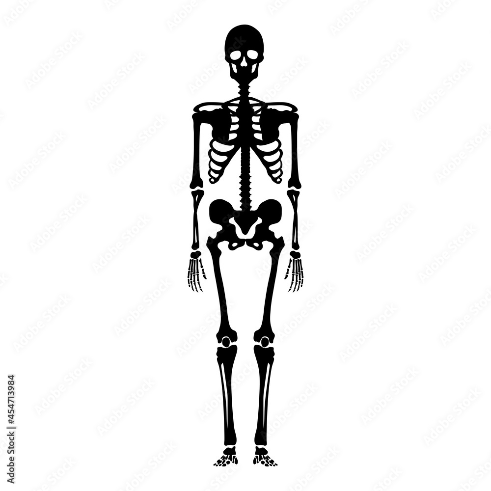 Vector Human Skeleton. Anatomical Illustration Stock Vector | Adobe Stock