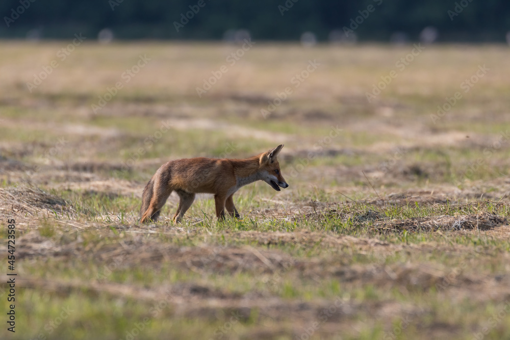 Red fox Vulpes vulpes in the meadow in search of food - the natural ...