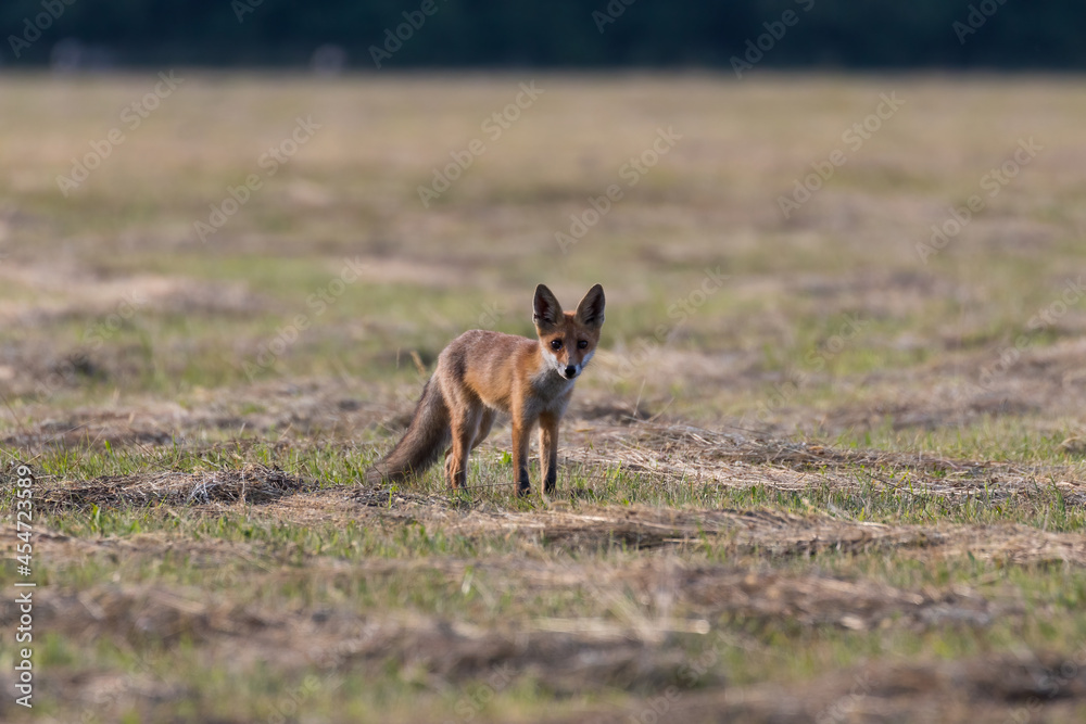 Red fox Vulpes vulpes in the meadow in search of food - the natural ...
