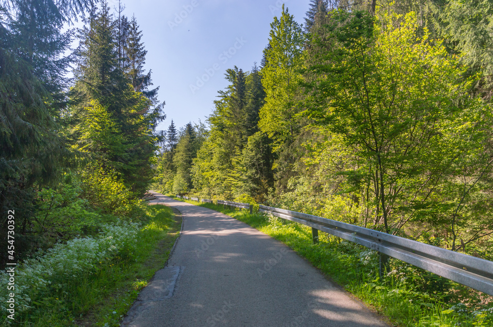 Carna Wiselka road journey in green forest sunlight landscape. Forest ...