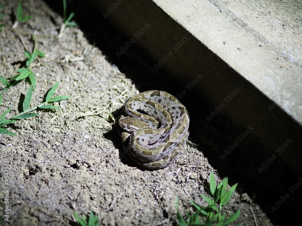 Fer-de-lance viper snake at night, coiled, in a campsite in Corcovado ...