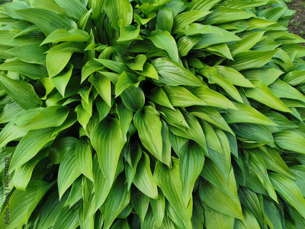 Round hosta bush with sharp matte green leaves, top view, in the ...