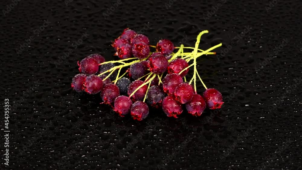 Amelanchier berries with water drops on a black background. Loop motion ...