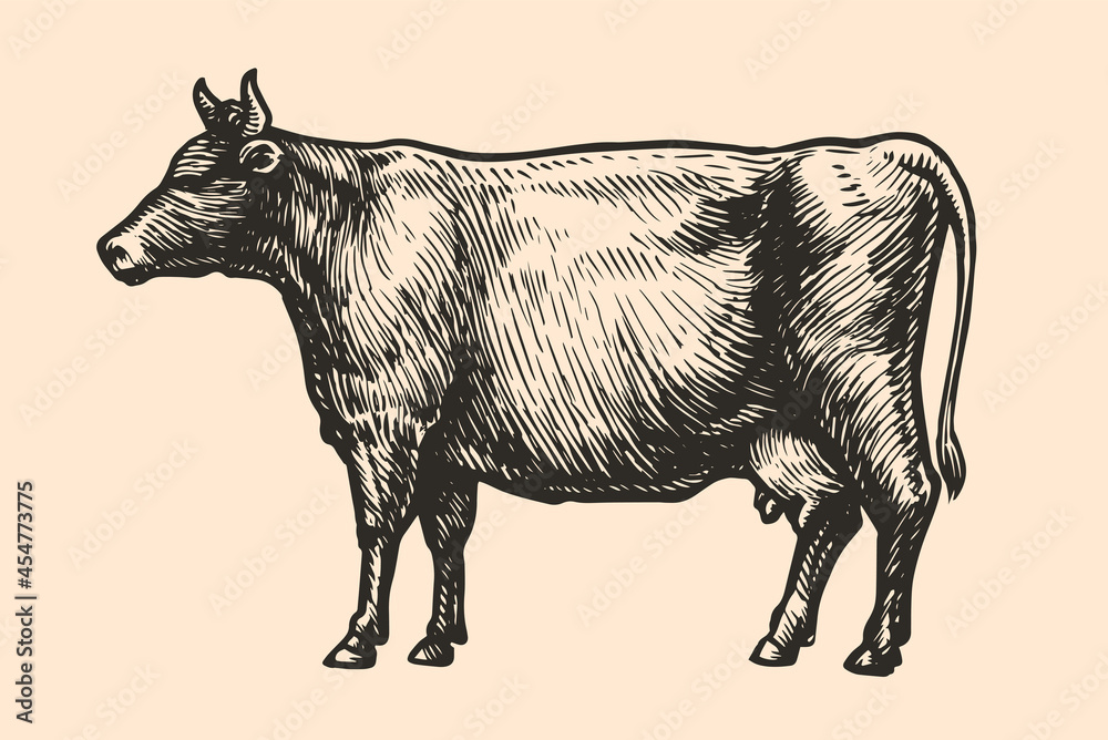 Sketch of a cow, hand drawn. Livestock, cattle, farm animal vector ...