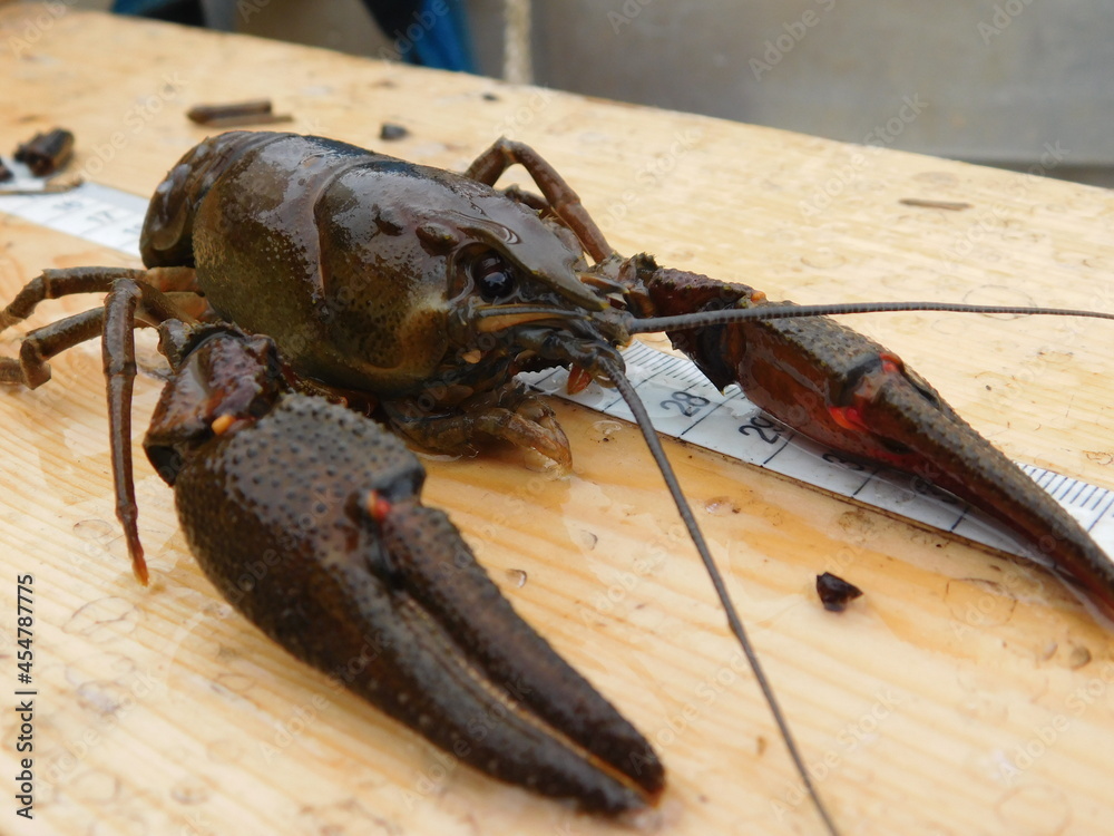 Astacus astacus, the European crayfish, noble crayfish, or broad ...