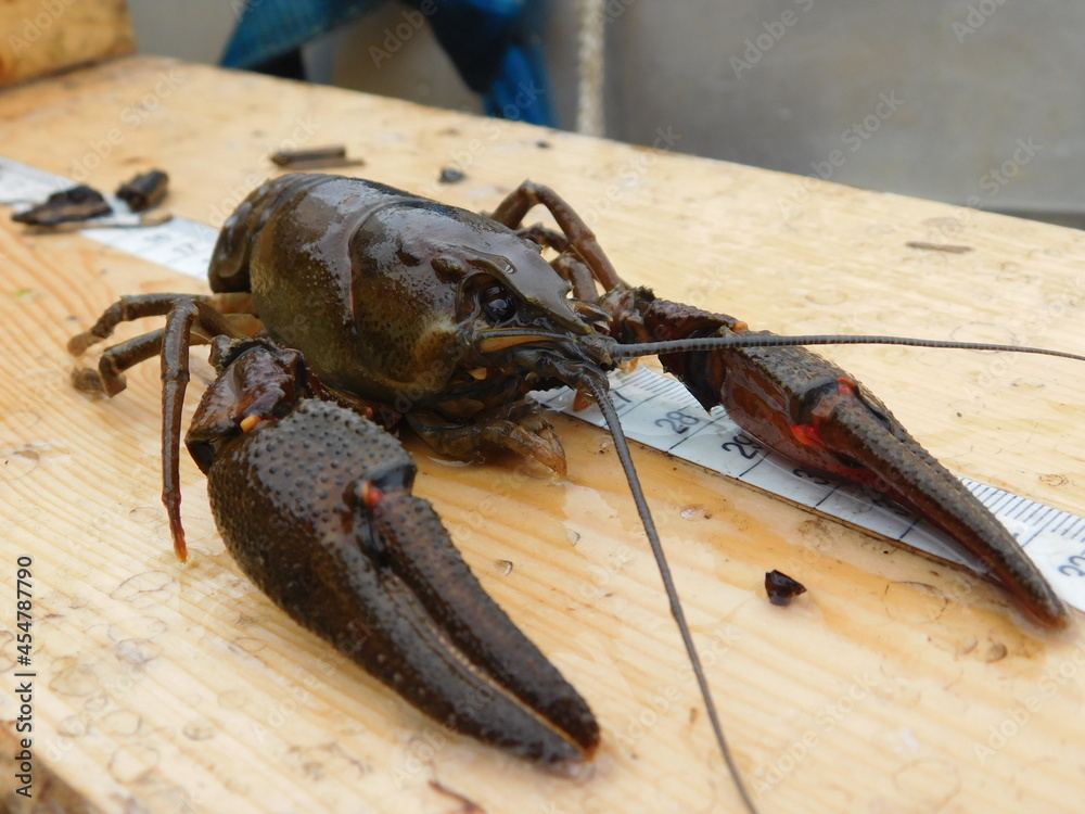 Astacus astacus, the European crayfish, noble crayfish, or broad ...