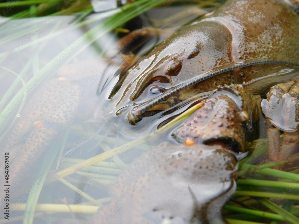 Astacus astacus, the European crayfish, noble crayfish, or broad ...