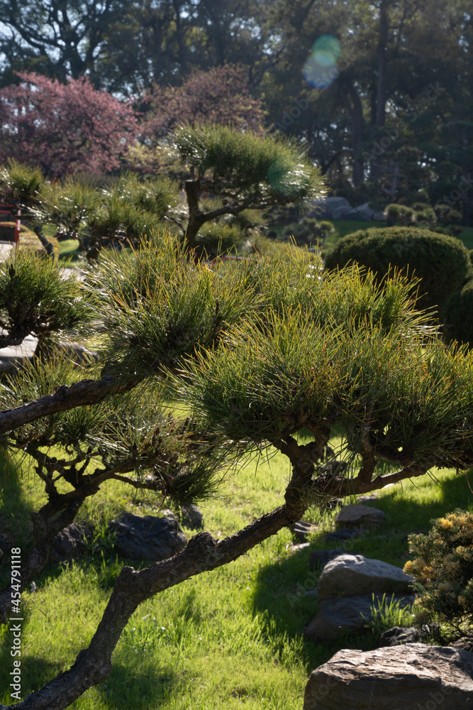 Japanese garden design. View of Pinus densiflora and Pinus thunbergii ...