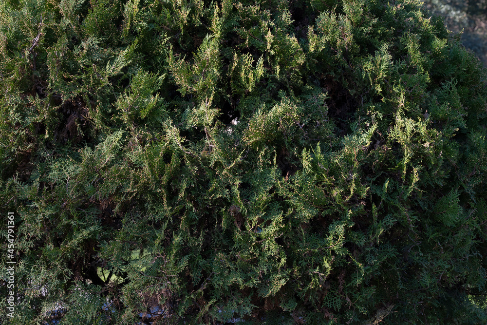 Leaves background. Closeup view of Thuja standishii, also known as ...