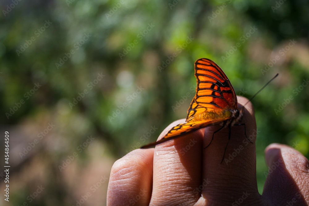 pasionaria mexicana (Dione moneta) - mariposa dione moneta - mariposa ...