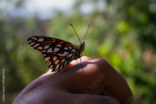 pasionaria mexicana (Dione moneta) - mariposa dione moneta - mariposa ...