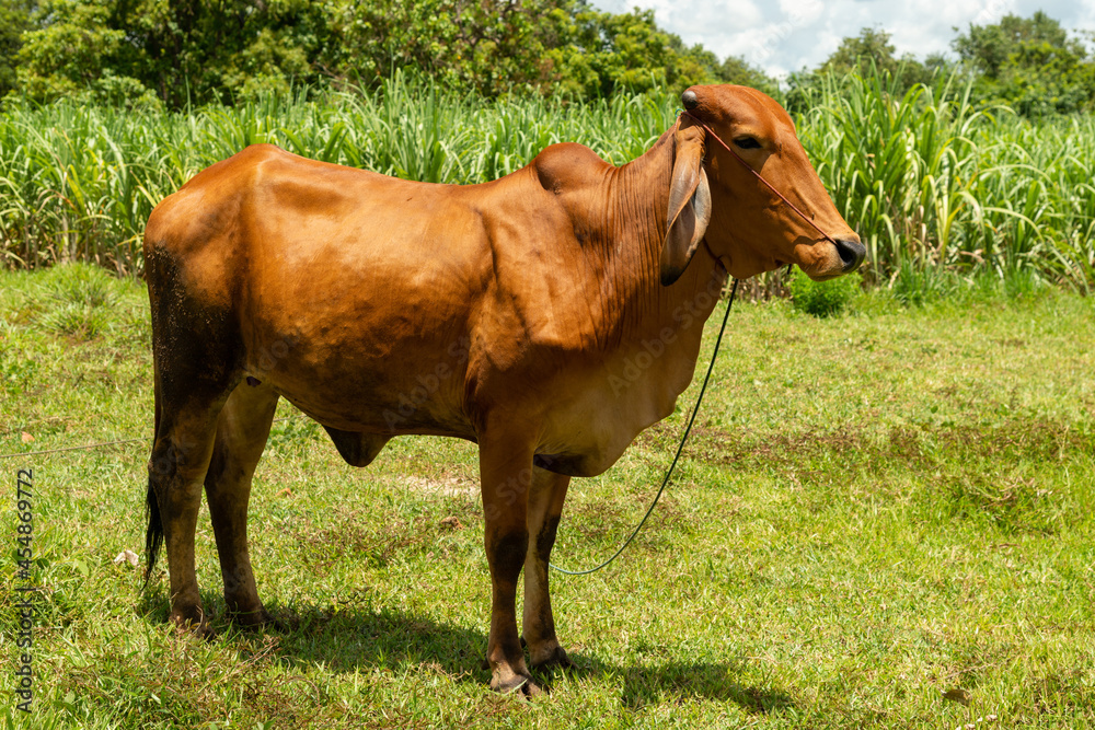 Close up portrait of cow in farm background. Cows standing on the ...