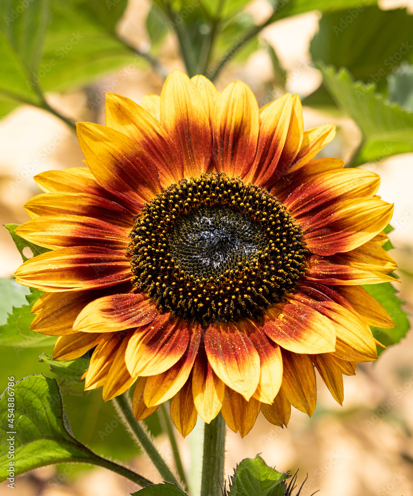 Ruby Eclipse Sunflower