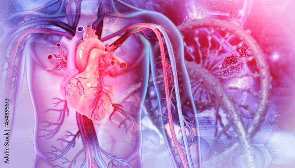 Anatomy of human heart with blood vessels. 3d illustration Stock ...