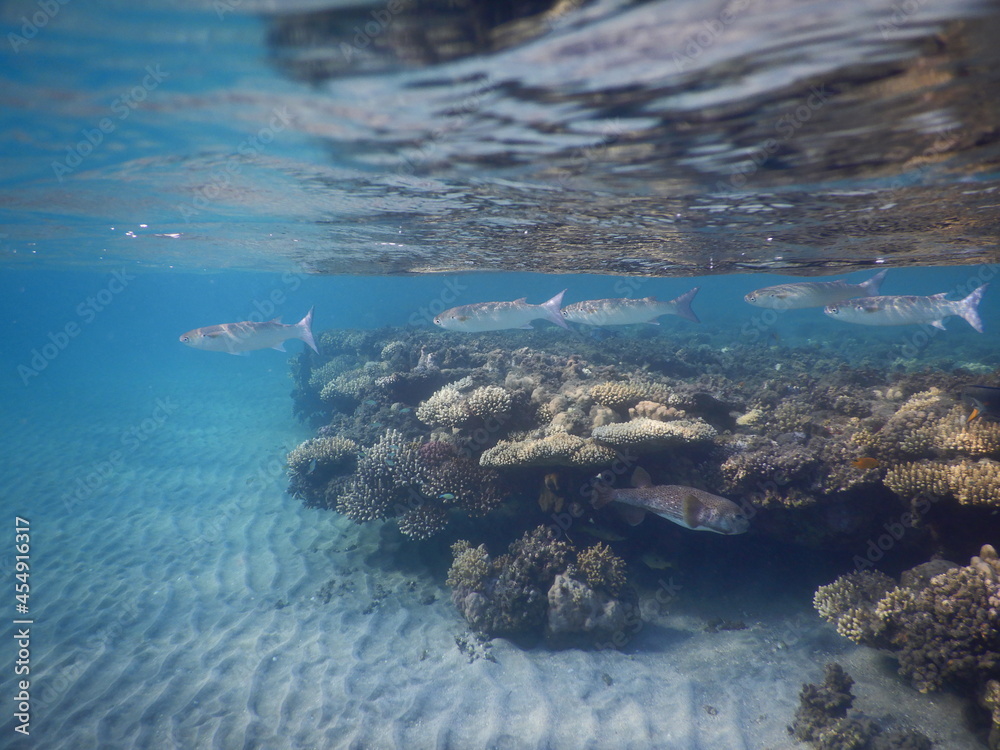 The mullets or grey mullets are a family (Mugilidae) of ray-finned fish ...