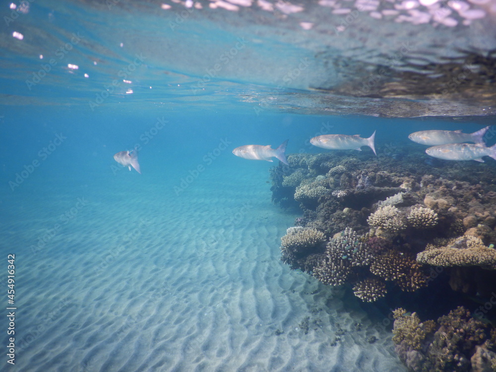 The mullets or grey mullets are a family (Mugilidae) of ray-finned fish ...