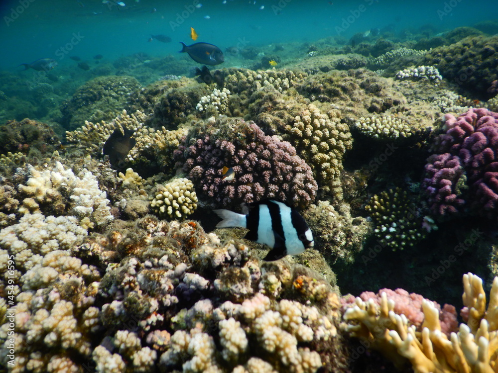 dascyllus aruanus whitetail dascyllus or humbug damselfish among other ...