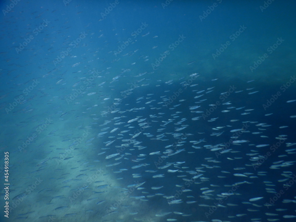 school of tiny small fish silver countershading close to marina in red ...