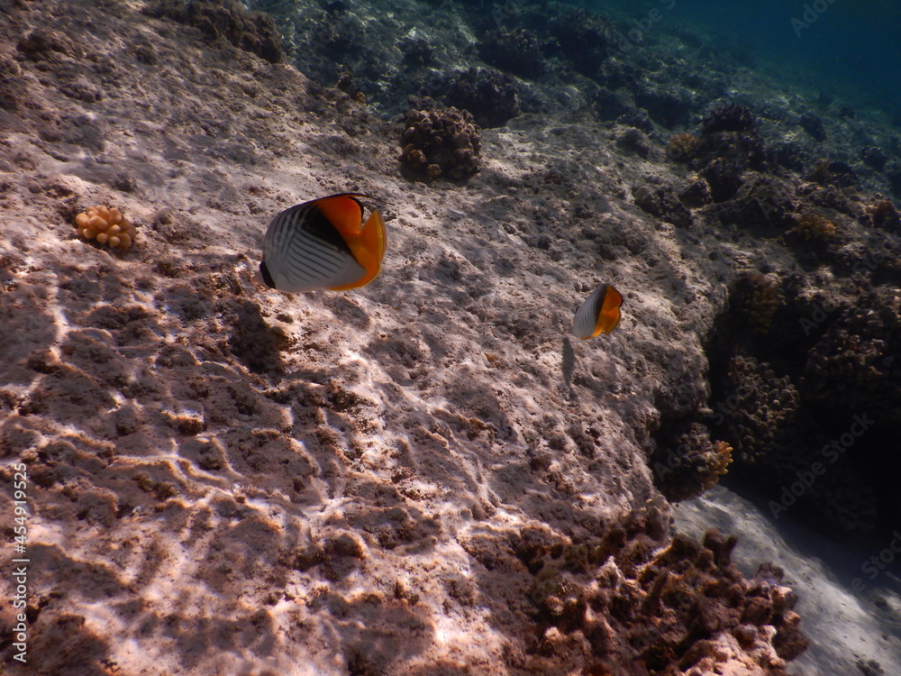 The threadfin butterflyfish Chaetodon auriga species of marine ray ...
