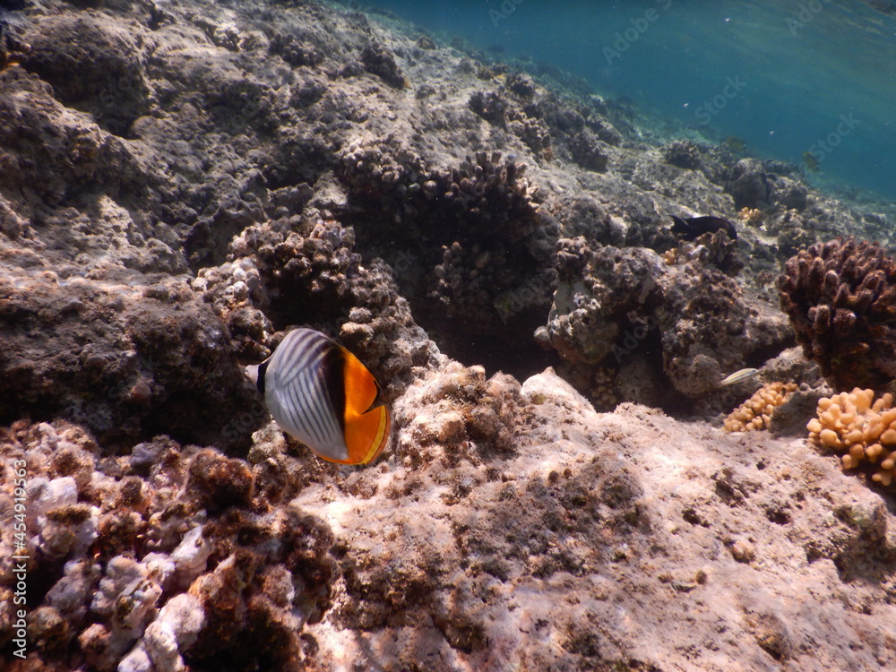 The threadfin butterflyfish Chaetodon auriga species of marine ray ...