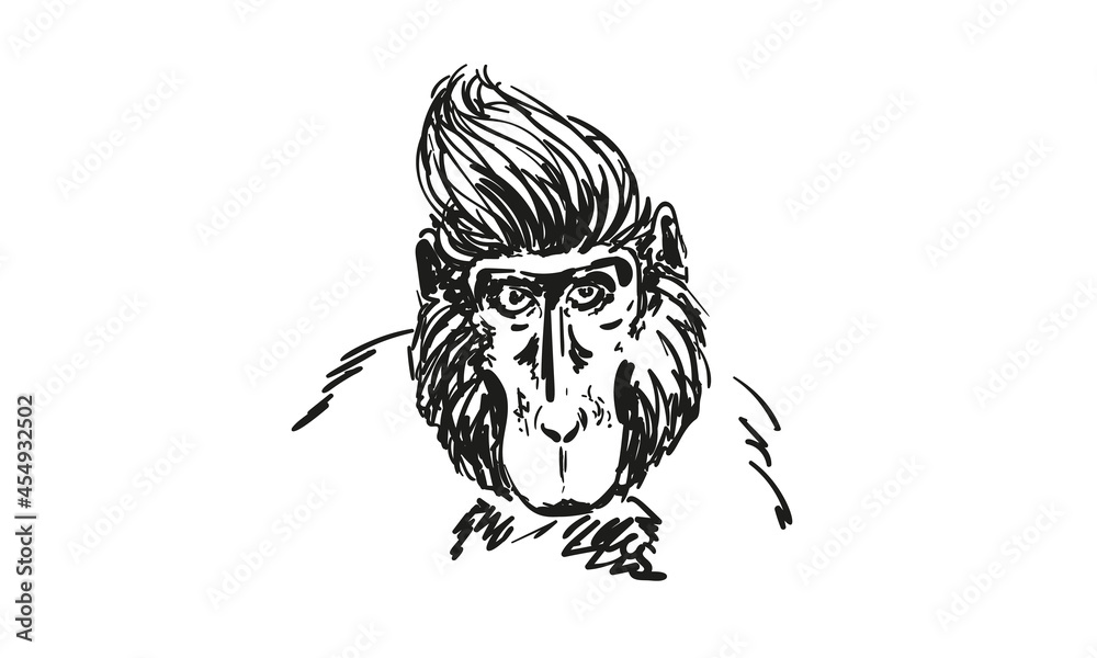 Black ape handsome stylish portrait drawing, Macaca nigra, Celebes ...