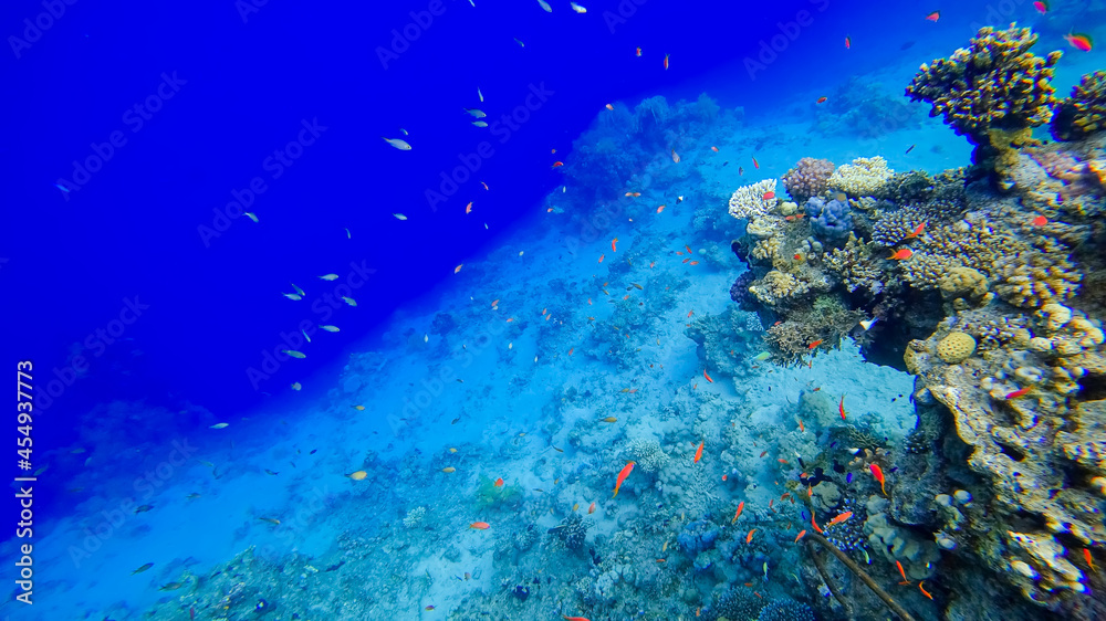 the underwater water area of the red sea where tropical red fish swim ...