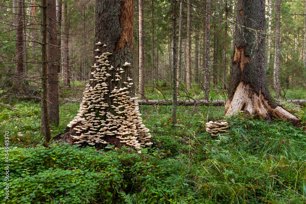 Poroid fungus Climacocystis borealis growing massively on an old ...