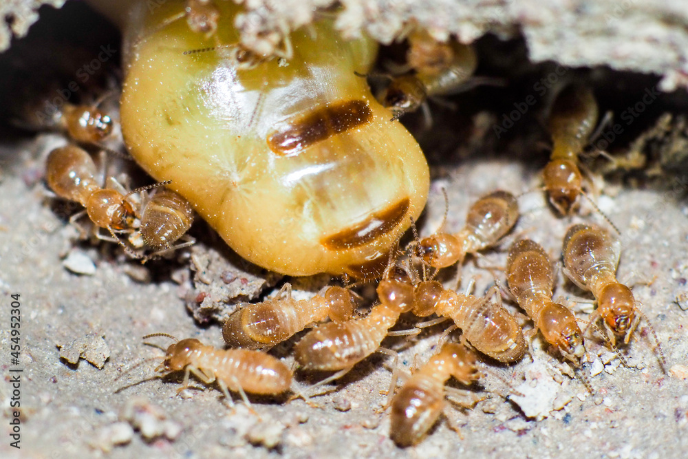 Termite Queen Termite Laying Eggs - vrogue.co Termite Queen Termite Laying Eggs - vrogue.co