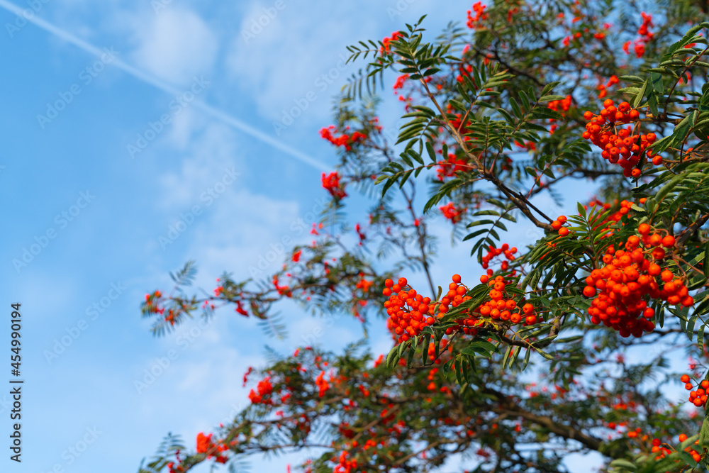 Small red berries growing on Mountain Ash tree (Sorbus aucuparia or ...