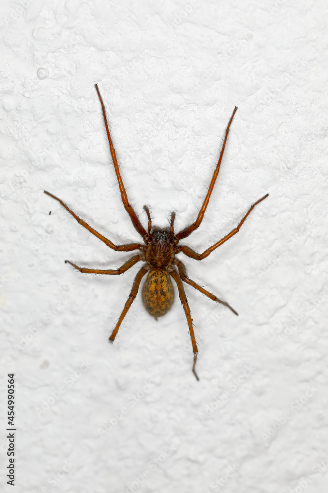 Hauswinkelspinne, Tegenaria domestica Stock Photo | Adobe Stock