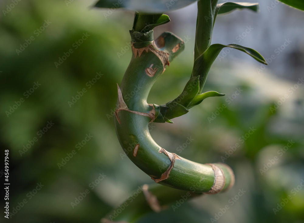 Flora. Closeup view of the curly stem and green leaves of a Dracaena ...