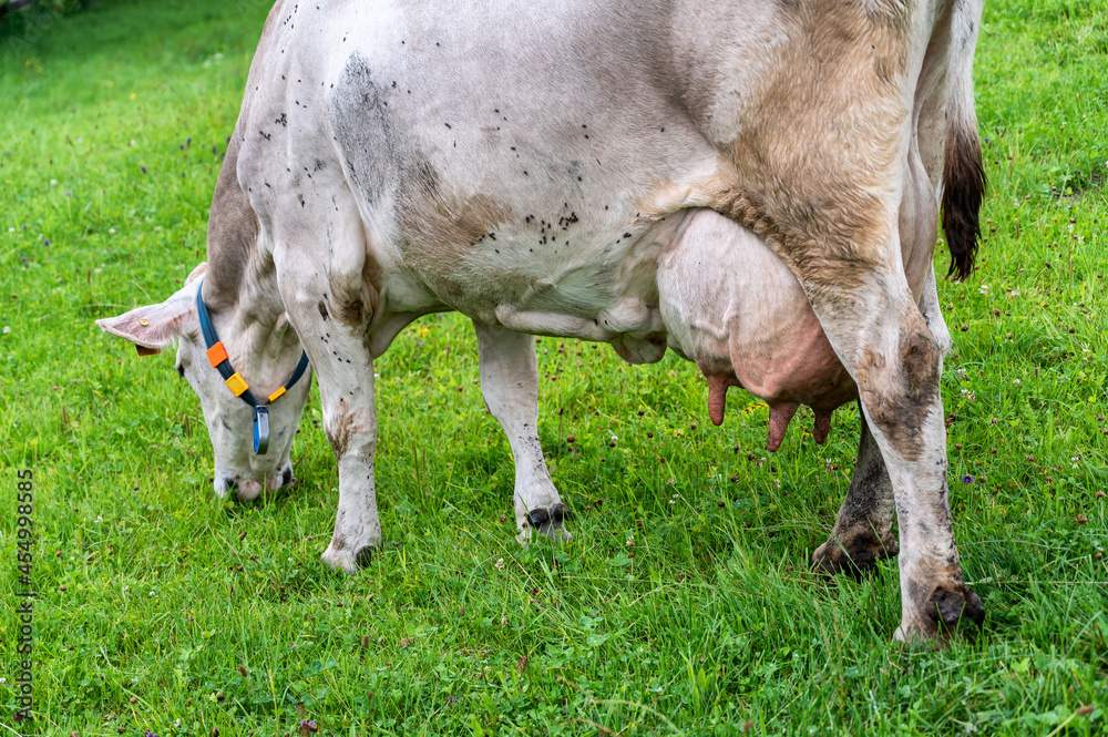 Milchkuh mit großen Euter auf einer Weide beim Grasen Stock Photo ...