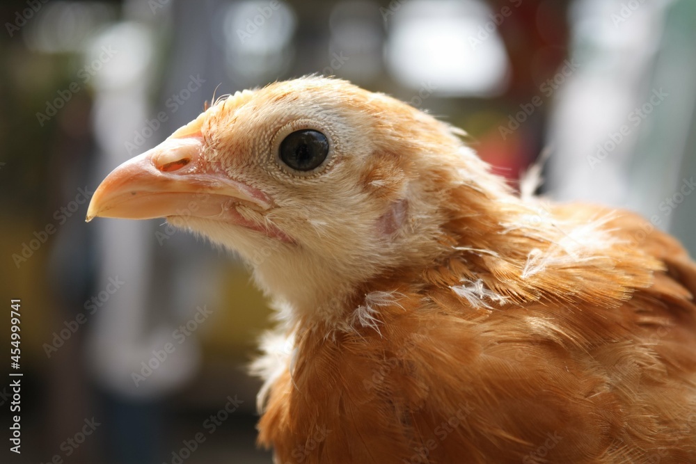 Pollo - gallo jóven - gallina emplumada - pollito de granja - ave de ...