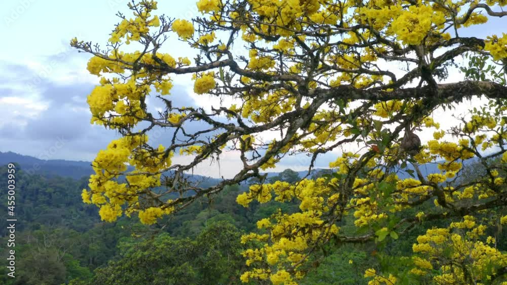 The yellow flowers o a Guayacan Trumpet Tree, Tabebuia guayacan, moving ...