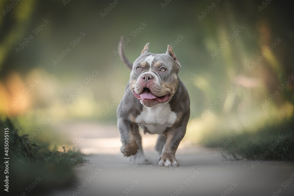 A young lilac American Bully running on a sandy path among the green ...