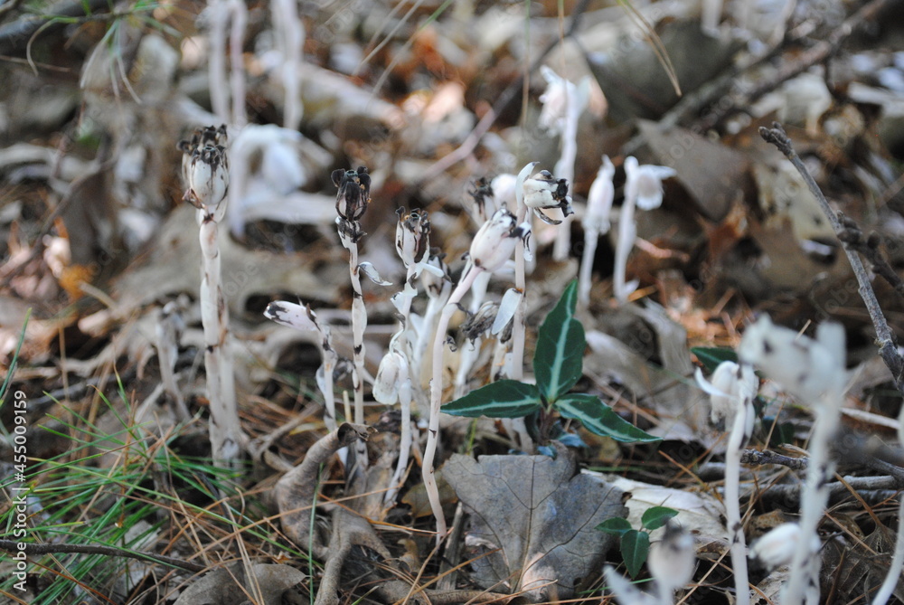 Monotropa uniflora (also known as ghost plant and Indian pipe) a ...