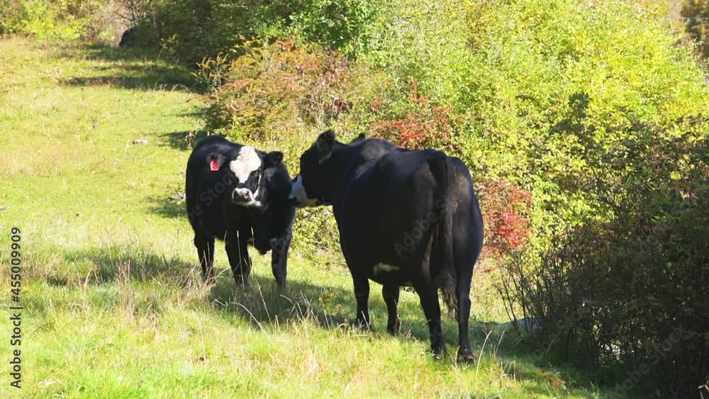 Calf cow and mother cite bonding grooming licking and grazing on ...
