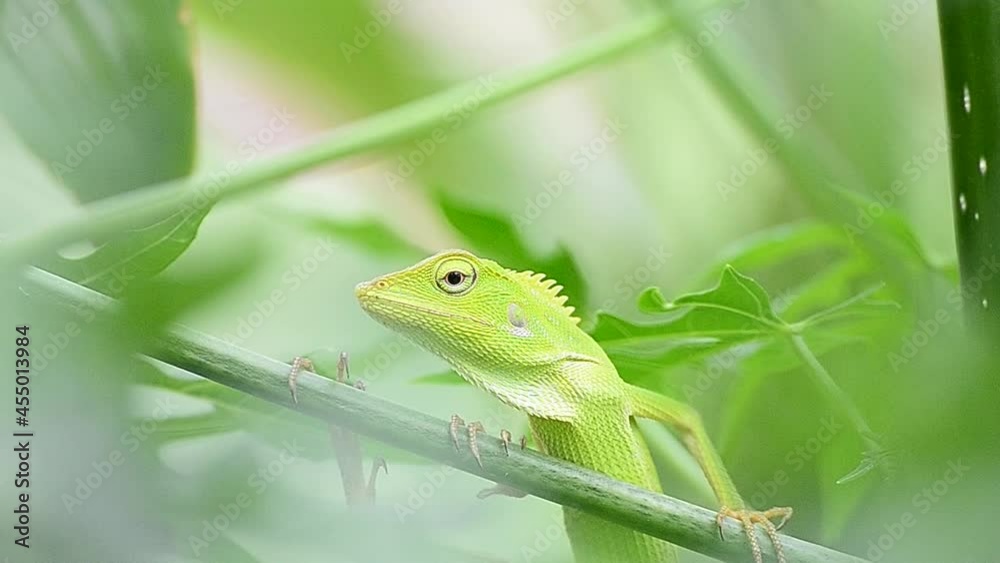 Bunglon Surai or Chameleon is a species of tree lizard from the ...